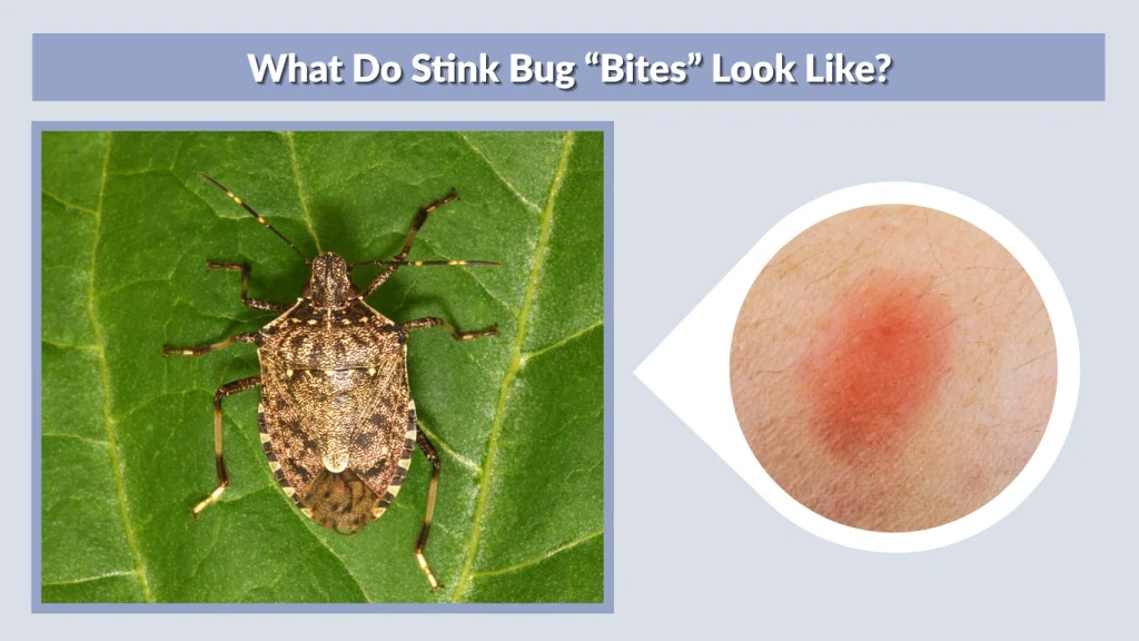Do Stink Bugs Bite? Facts, Myths, and What to Do If You Get One