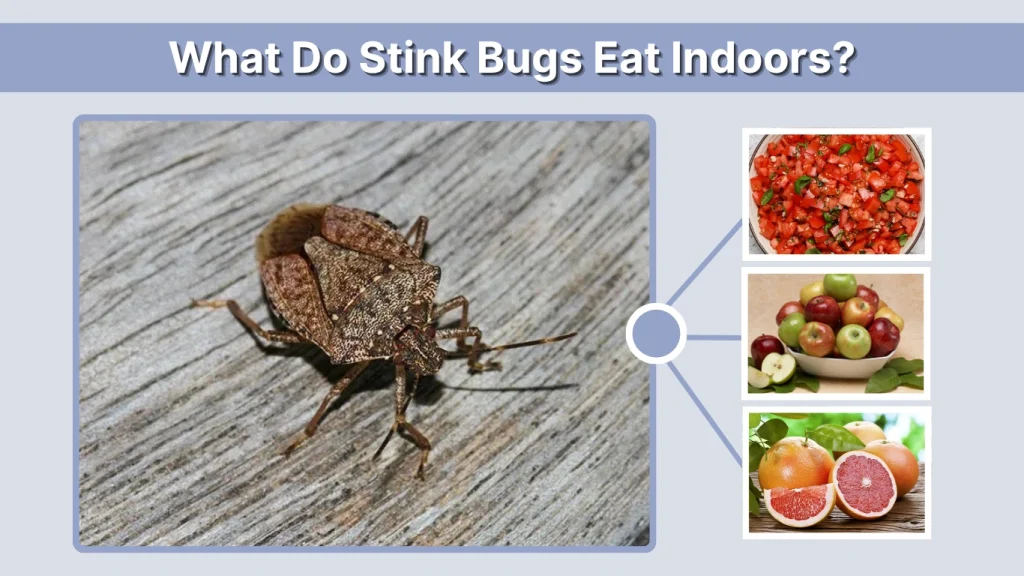 What Do Stink Bugs Eat? Diet, Habits, and Survival Indoors & Outdoors