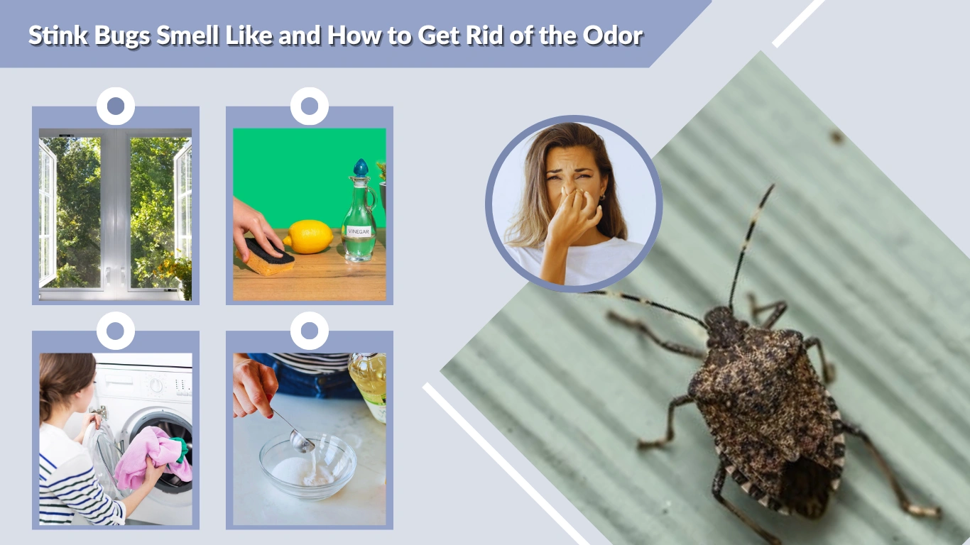 What Do Stink Bugs Smell Like and How to Get Rid of the Odor