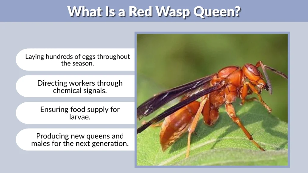 Red Wasp Queen: Identification, Role, and Nest Behavior