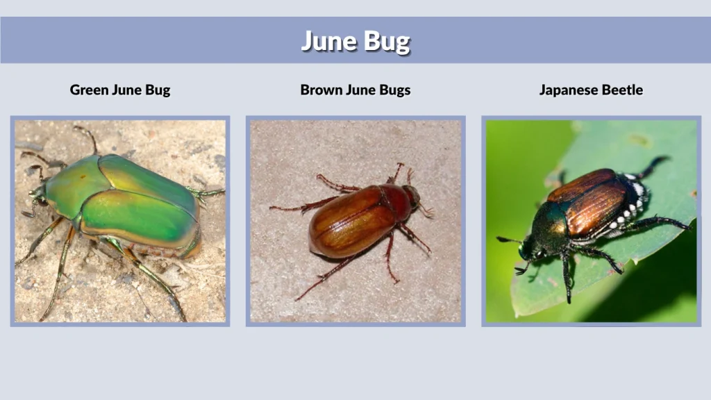 Green June Bug: Identification, Life Cycle, Diet and Control Tips