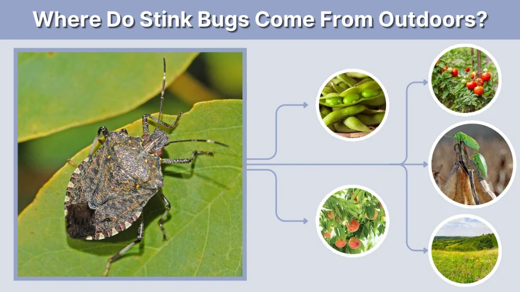 Where Do Stink Bugs Come From and Why They Invade Homes