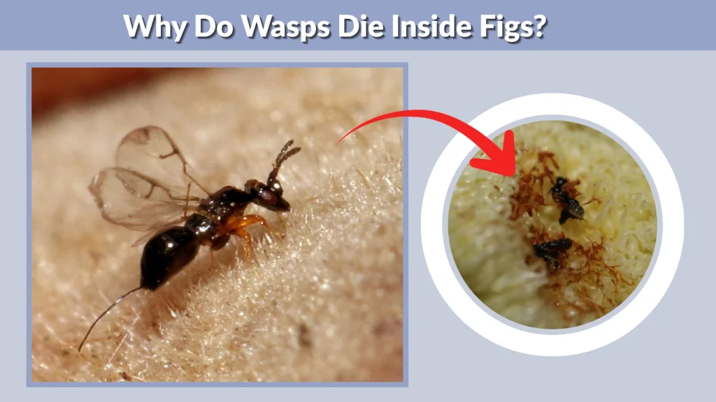 Do Wasps Die in Figs? The Truth Behind Nature’s Hidden Pollination