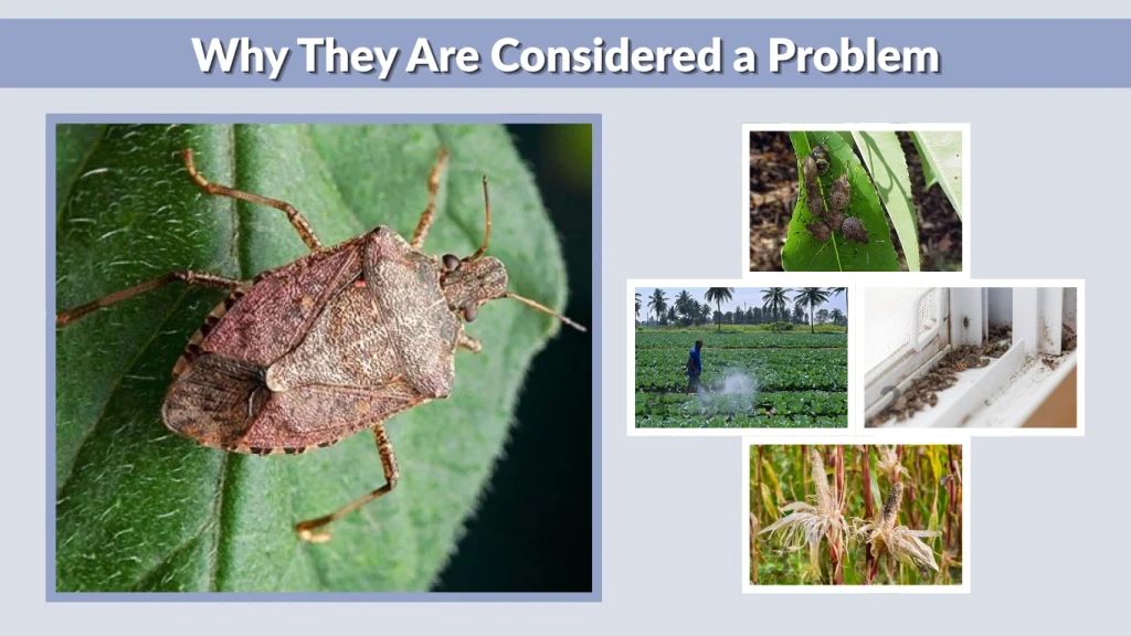 Brown Marmorated Stink Bug: Identification, Life Cycle & Control