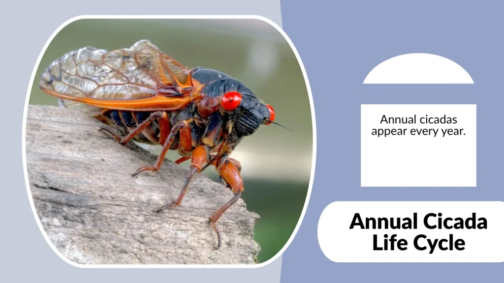 Cicada Life Cycle: Stages, Duration, and What Happens Underground