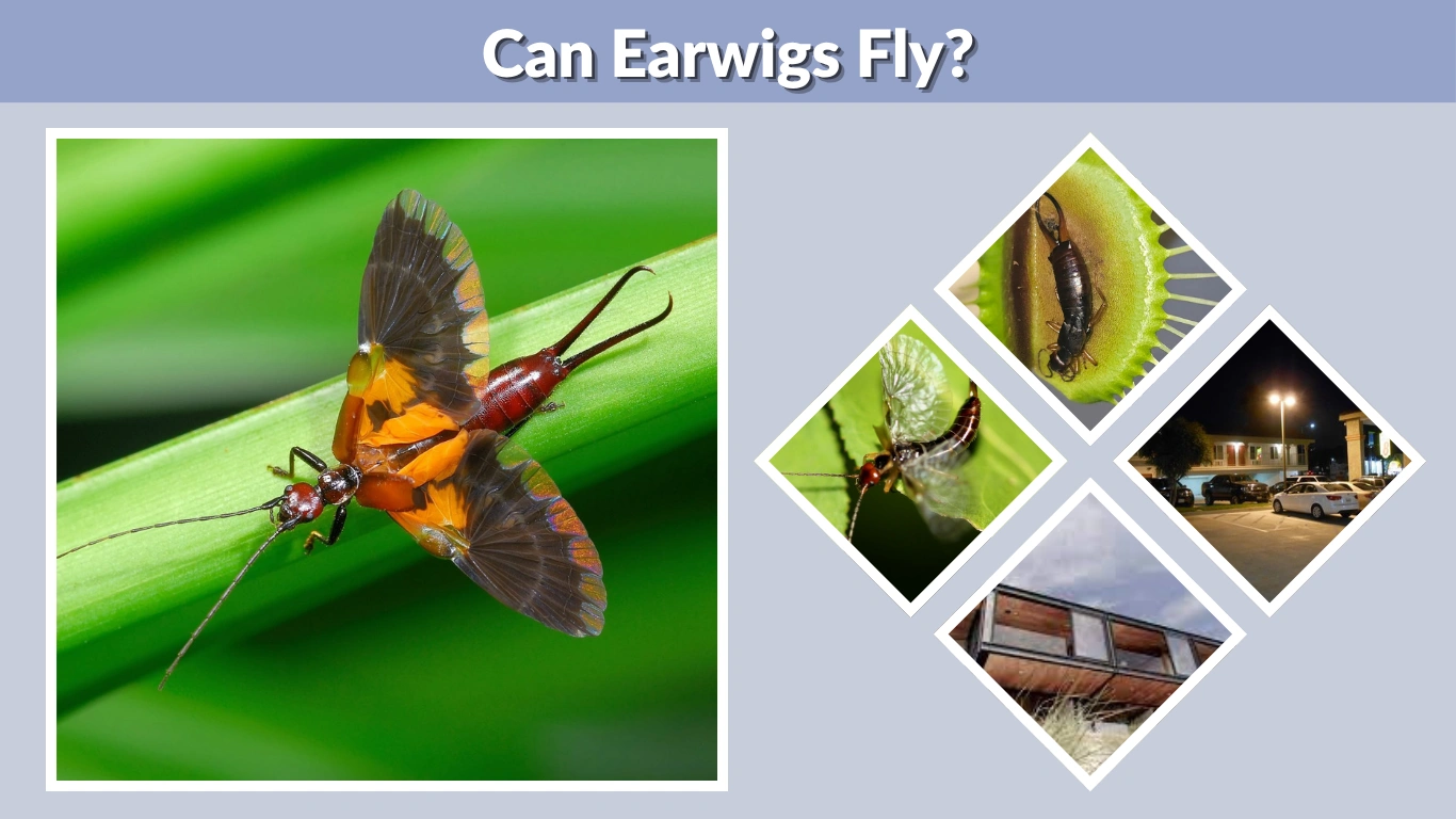 Can Earwigs Fly? Full Explanation of Their Wings and Flight Behavior