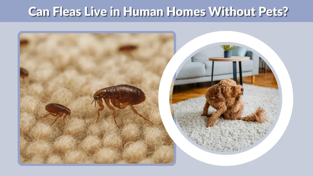 Can Fleas Live on Humans? Survival, Risks & Prevention