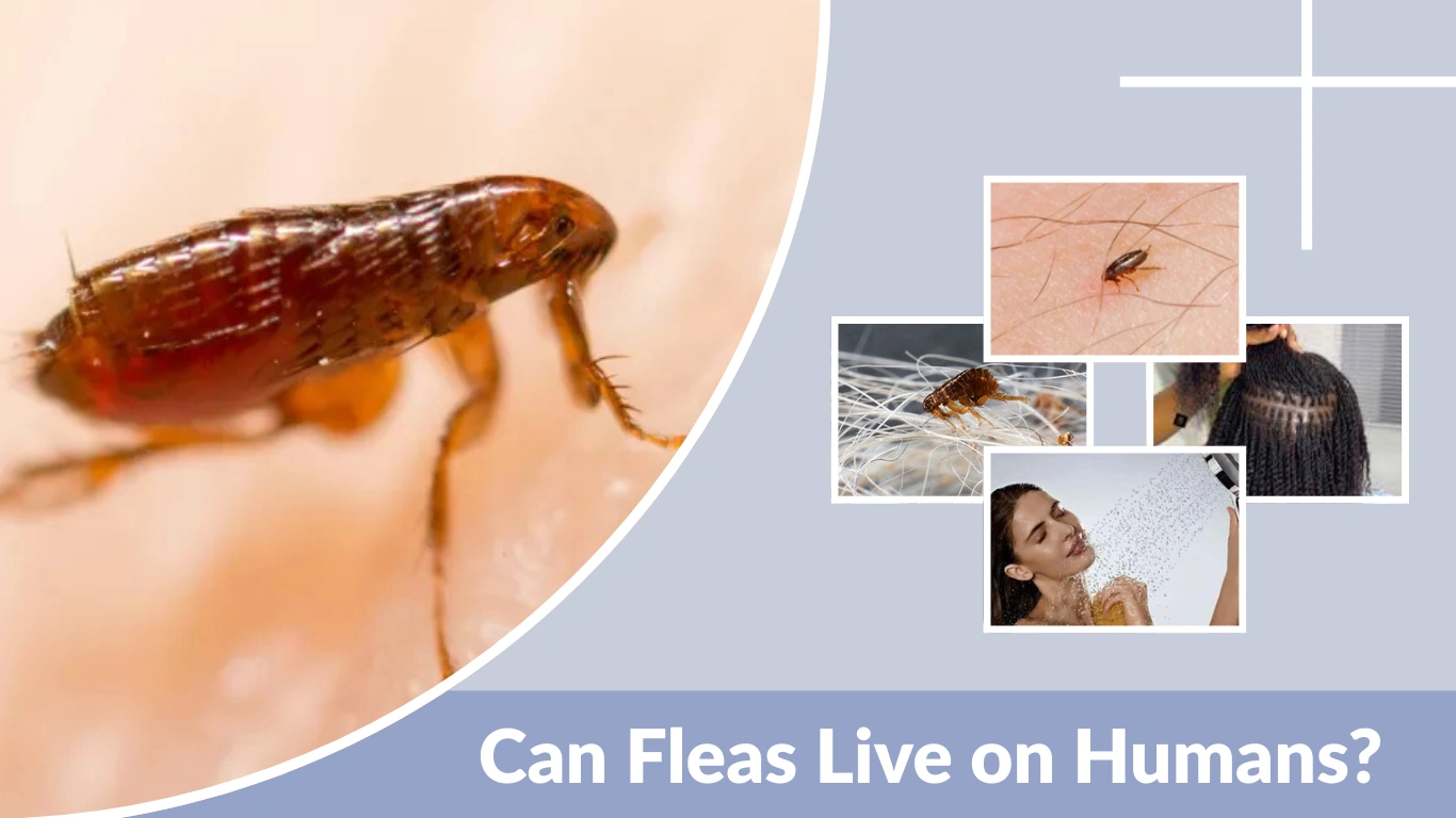 Can Fleas Live on Humans? Survival, Risks & Prevention