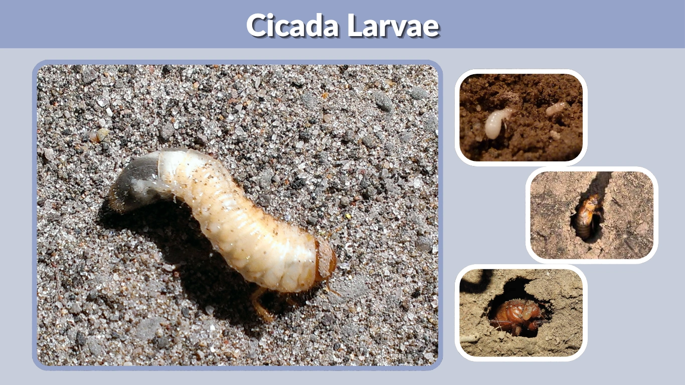 Cicada Larvae: Life Underground, Diet, and Development