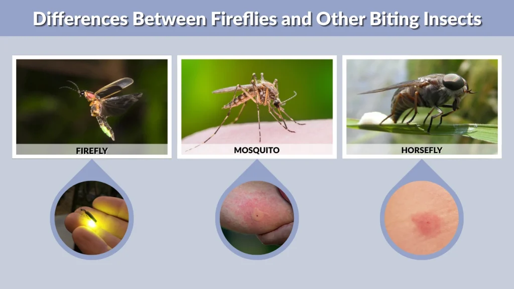 Do Fireflies Bite? Safety, Myths & Real Behavior