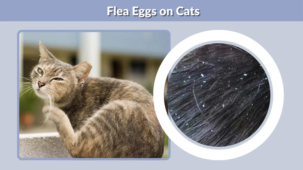 Flea Eggs Identification & Removal Guide