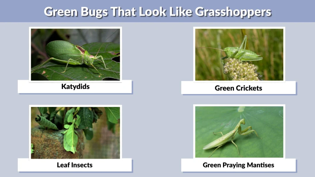 Green Grasshopper Guide: Meaning, Identification & Species