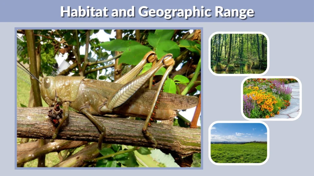 Giant Grasshopper: Types, Facts, and Habitat
