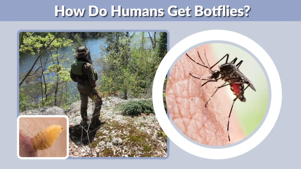 How You Get Botflies: Human & Pet Infection Explained