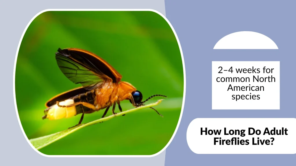 How Long Do Fireflies Live? Lifespan, Stages & Survival