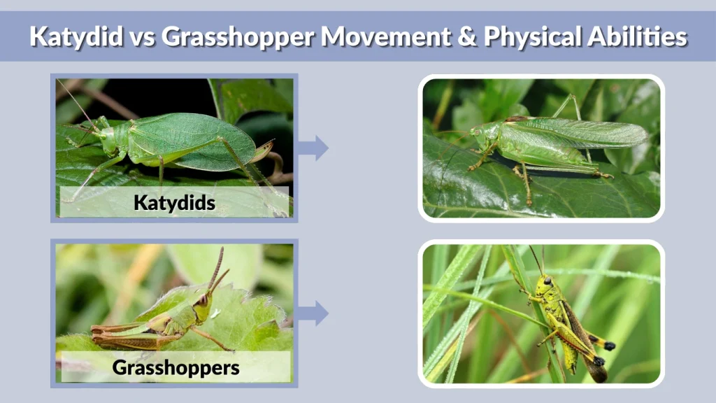 Katydid vs Grasshopper: Key Differences, Sounds & Behavior