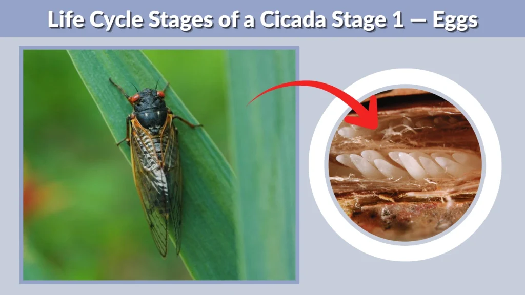 Cicada Life Cycle: Stages, Duration, and What Happens Underground