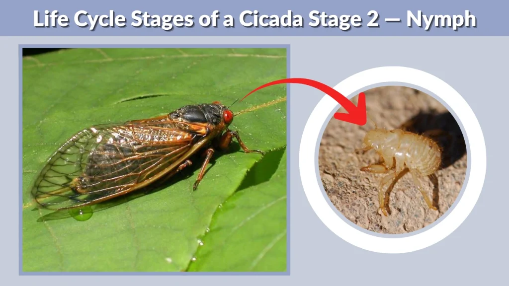 Cicada Life Cycle: Stages, Duration, and What Happens Underground