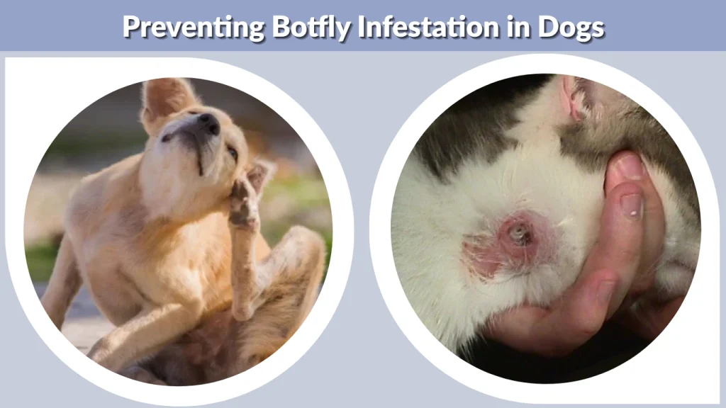 Dog with Botflies: Botfly Infestation in Dogs , Identification