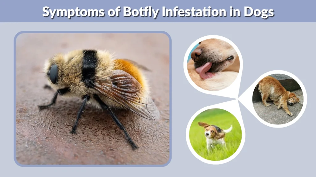 Dog with Botflies: Botfly Infestation in Dogs , Identification