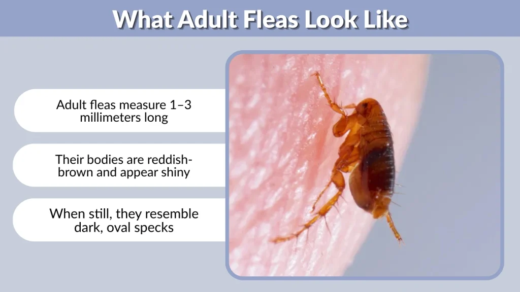 What Do Fleas Look Like: Full Identification Guide
