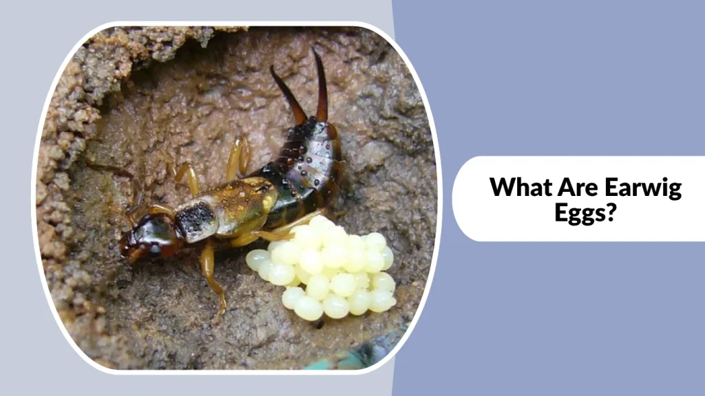 What Earwig Eggs Really Look Like and Where They’re Found