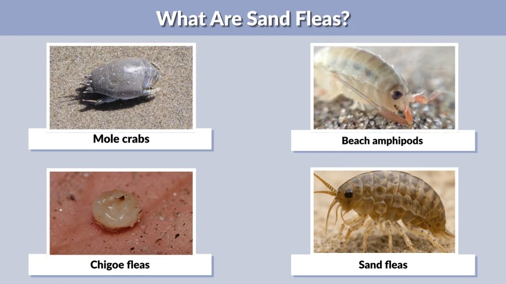Sand Fleas: Identification, Bites, Treatment & Removal