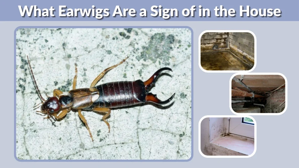 What Are Earwigs a Sign Of? Scientific, Household & Spiritual ...