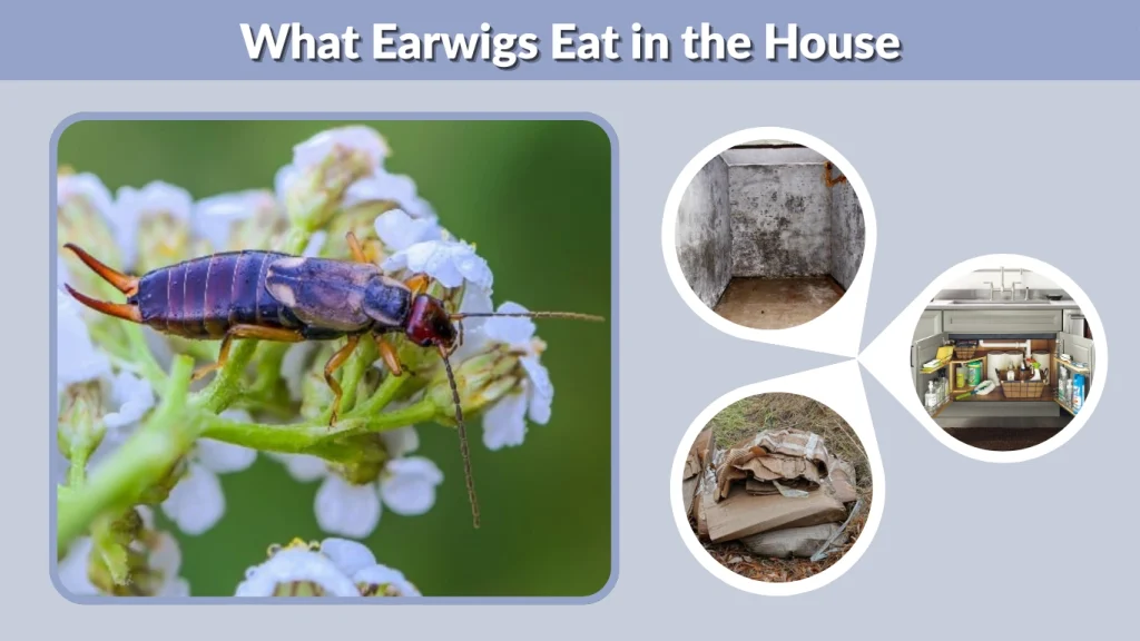 What Do Earwigs Eat? Complete Guide to Their Diet Indoors, Outdoors ...