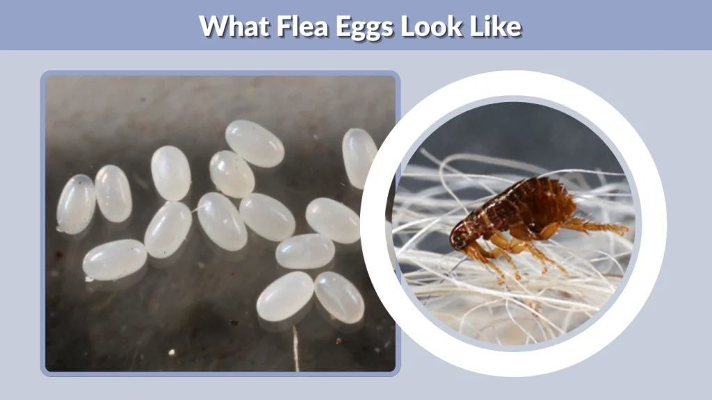 What Do Fleas Look Like: Full Identification Guide