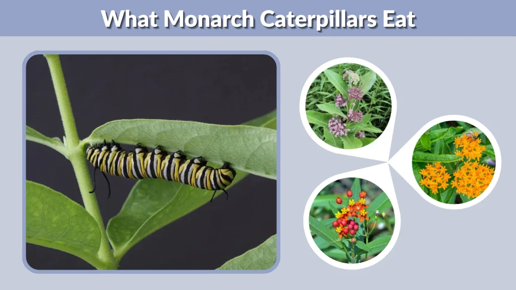 What Do Monarch Butterflies Eat: Caterpillars, Adults, and Predators