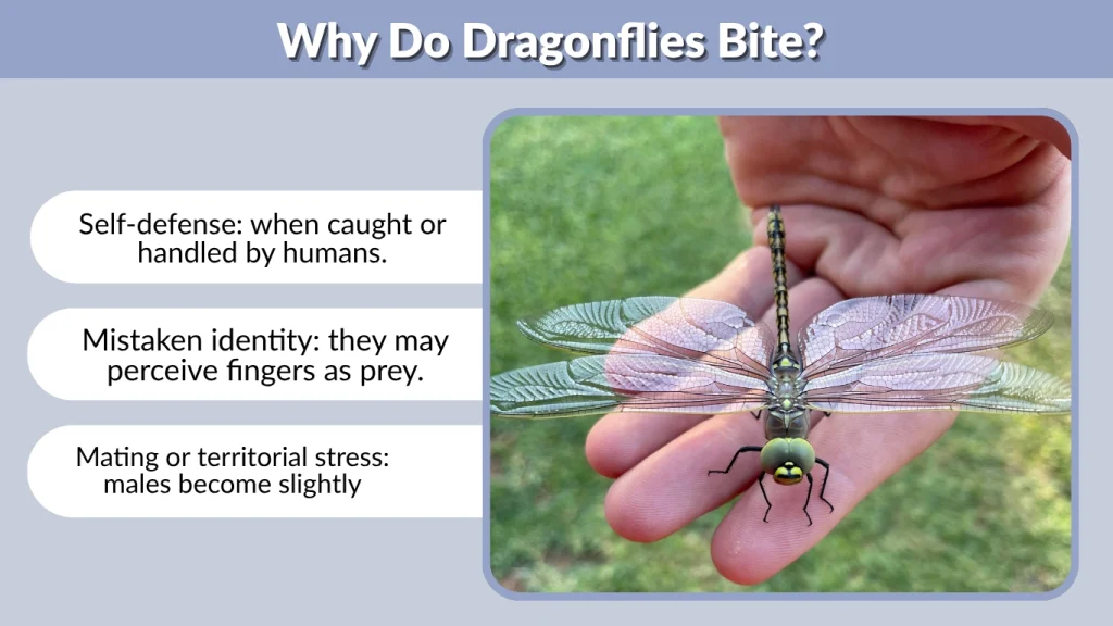 Do Dragonflies Bite or Sting Humans? Myths and Facts Explained