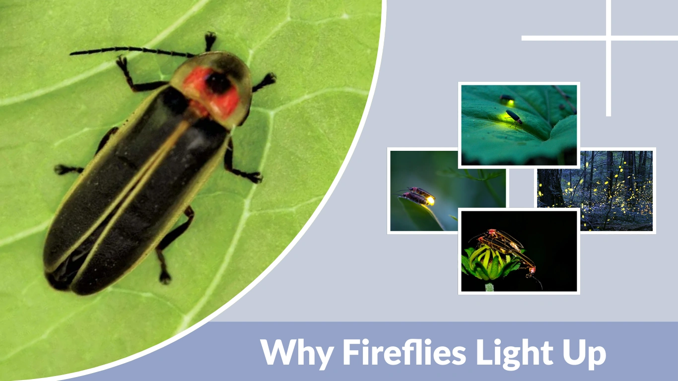 Why Fireflies Light Up: The Science Behind Their Glow