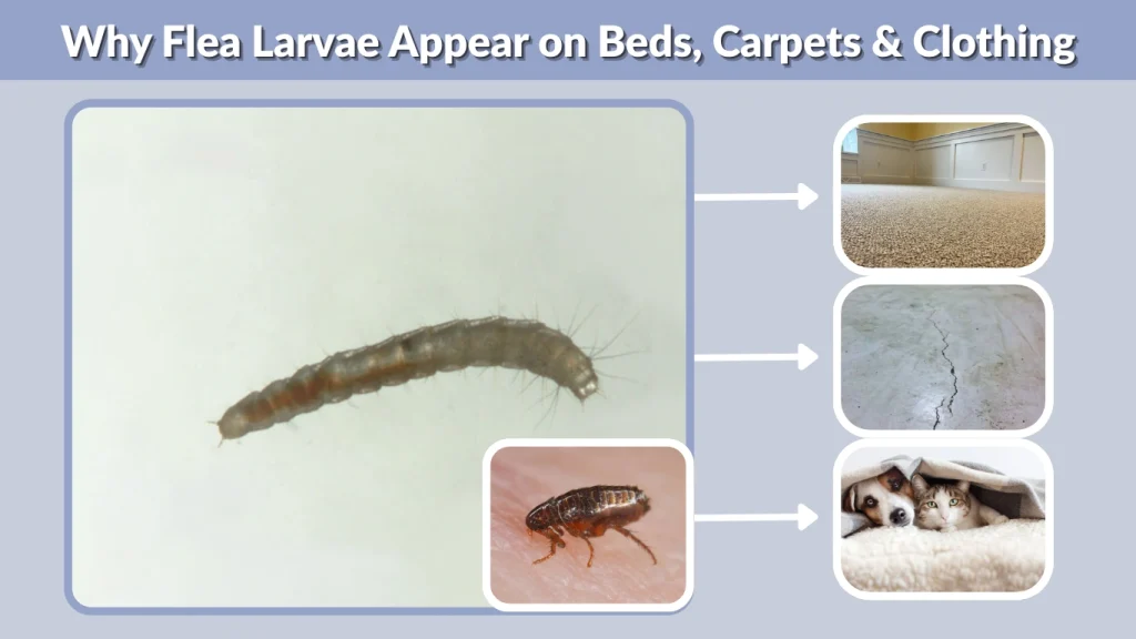 Flea Larvae: How to Identify and Remove Them Fast