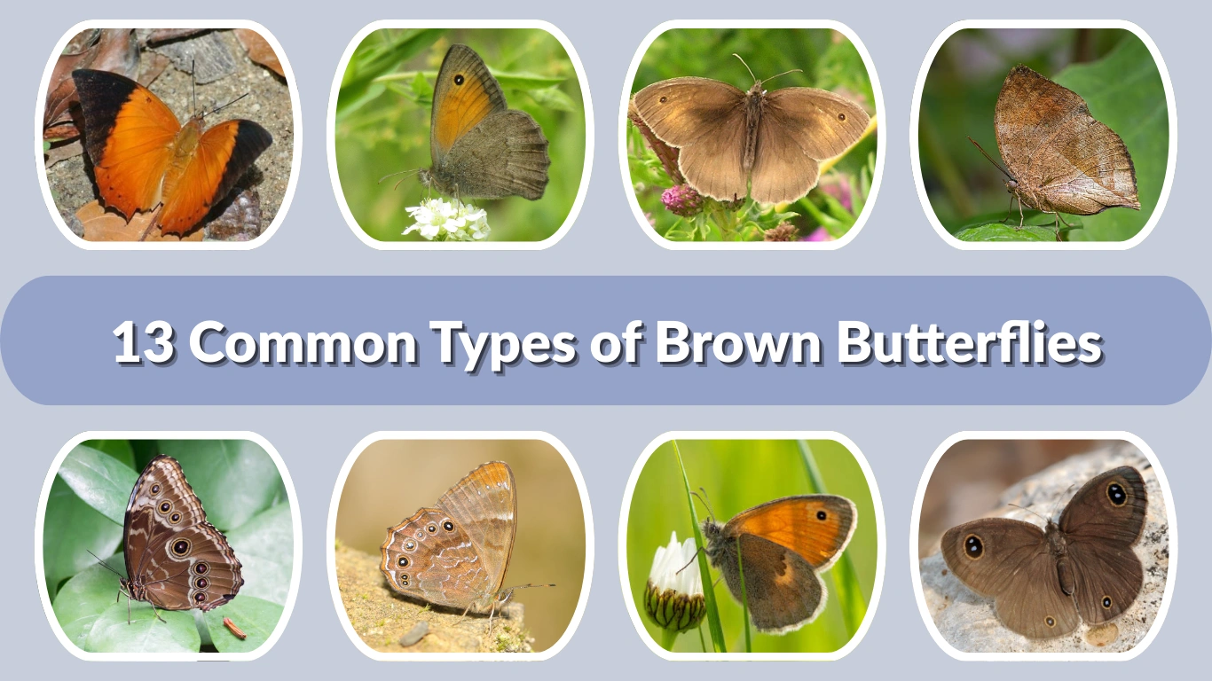 13 Common Types of Brown Butterflies: Names, Types, and Facts