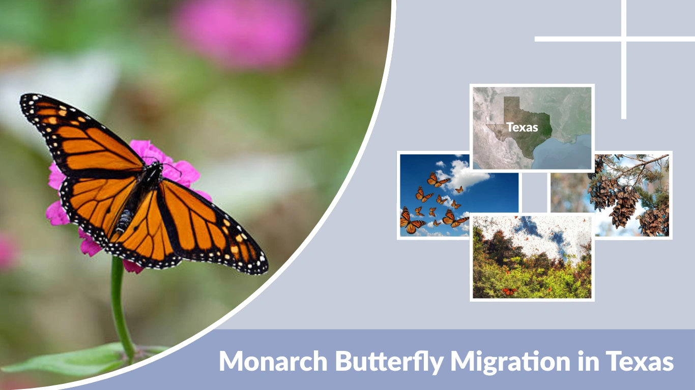 Monarch Butterfly Migration in Texas: Timing, Routes & More
