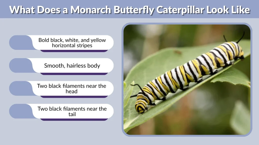 Monarch Butterfly Caterpillar: Identification, Stages, and Food Guide