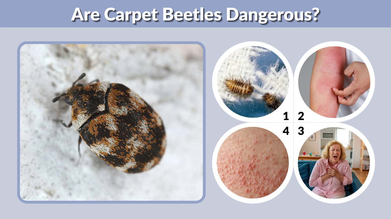 Are Carpet Beetles Dangerous? Health Risks, Pets & Home Damage