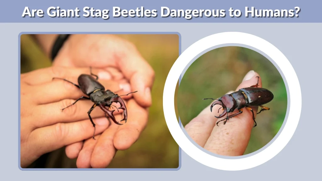 Giant Stag Beetle: Species, Life Cycle and Key Facts