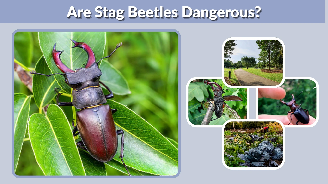 Are Stag Beetles Dangerous? Facts About Bites, Flying, and Diet