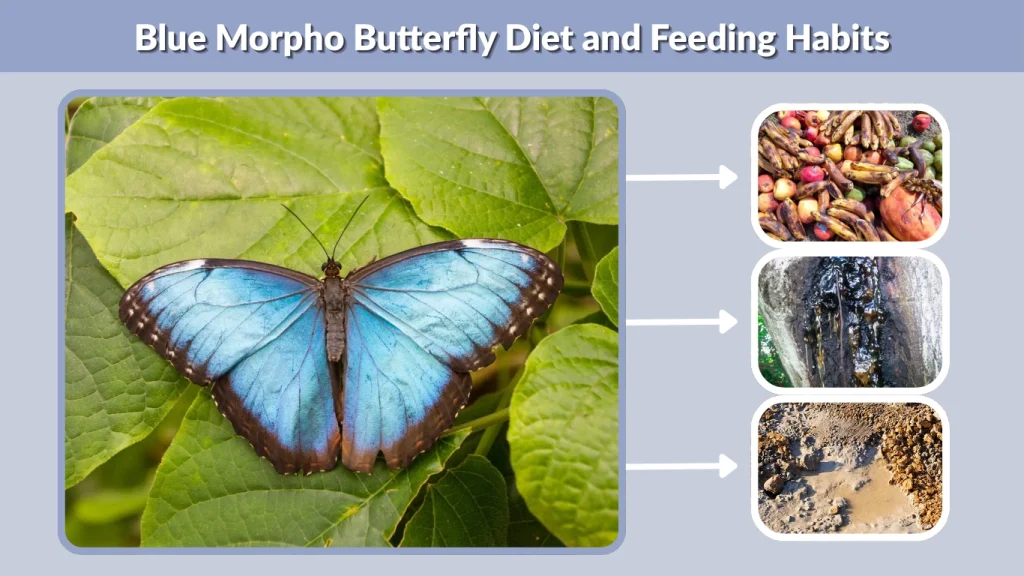 Blue Morpho Butterfly: Facts, Habitat, and Life Cycle