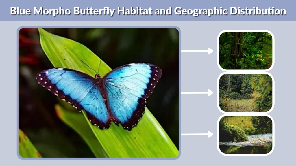 Blue Morpho Butterfly: Facts, Habitat, and Life Cycle