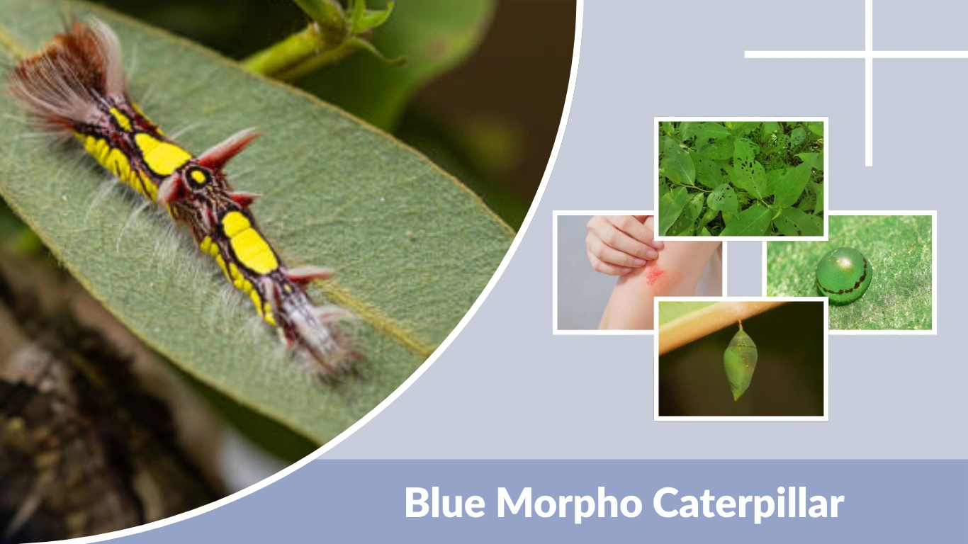 Blue Morpho Caterpillar: Facts, Diet, and Life Cycle