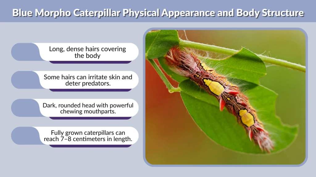 Blue Morpho Caterpillar: Facts, Diet, and Life Cycle