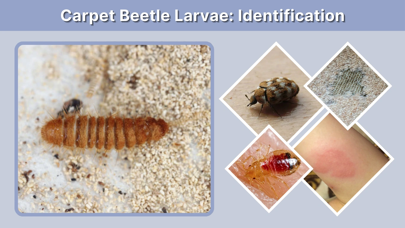 Carpet Beetle Larvae: Identification, Bites, Damage & Control