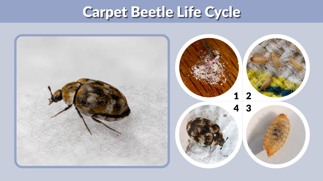 Carpet Beetle Life Cycle: Stages, Length & Species Guide