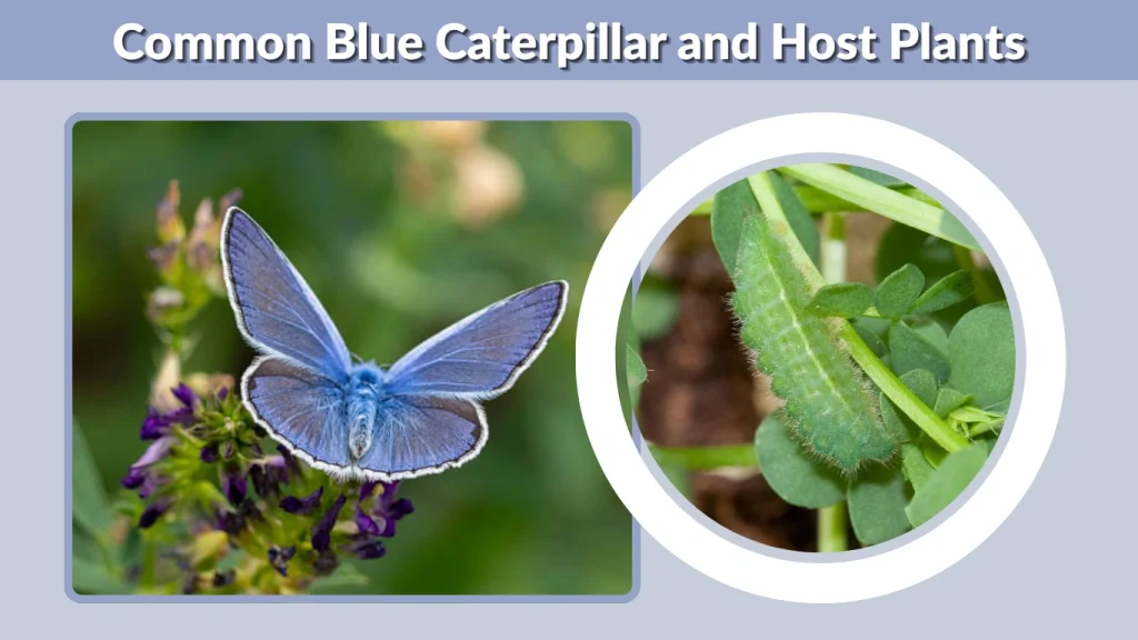 Common Blue Butterfly: Identification, Habitat, Life Cycle & Facts