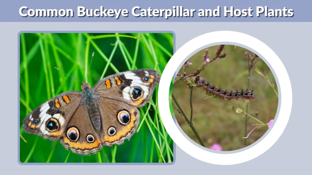Common Buckeye Butterfly: Identification, Habitat, Life Cycle & Facts