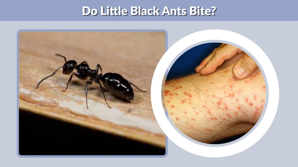 Little Black Ants: Identification, Types, Bites & How to Get Rid of Them