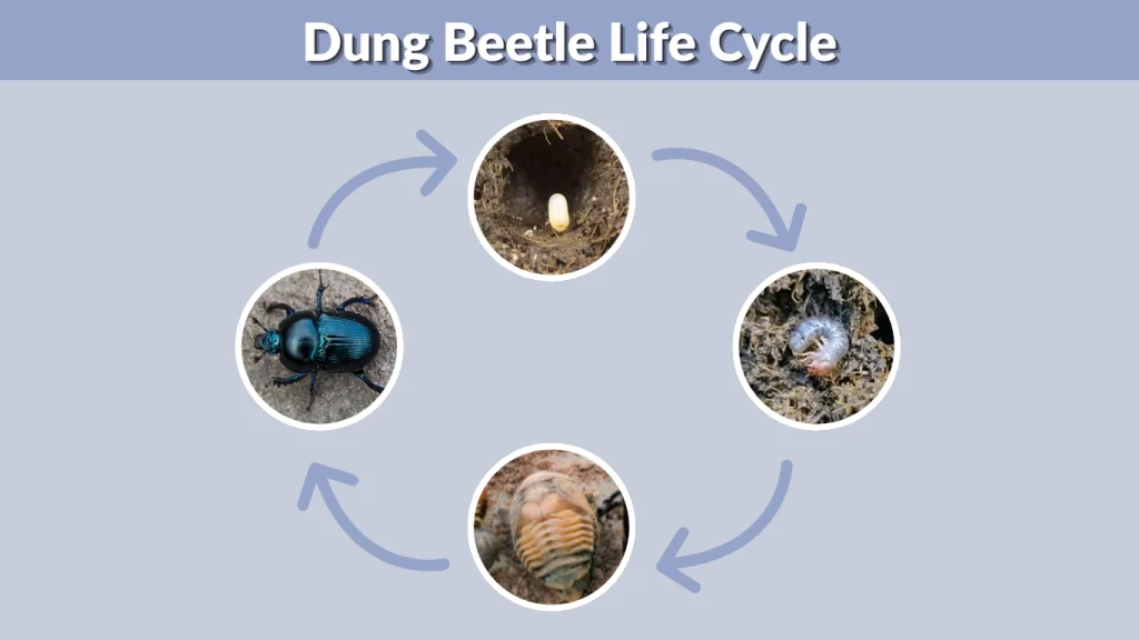 Dung Beetle: Identification, Habitat, Life Cycle, Types & Benefits